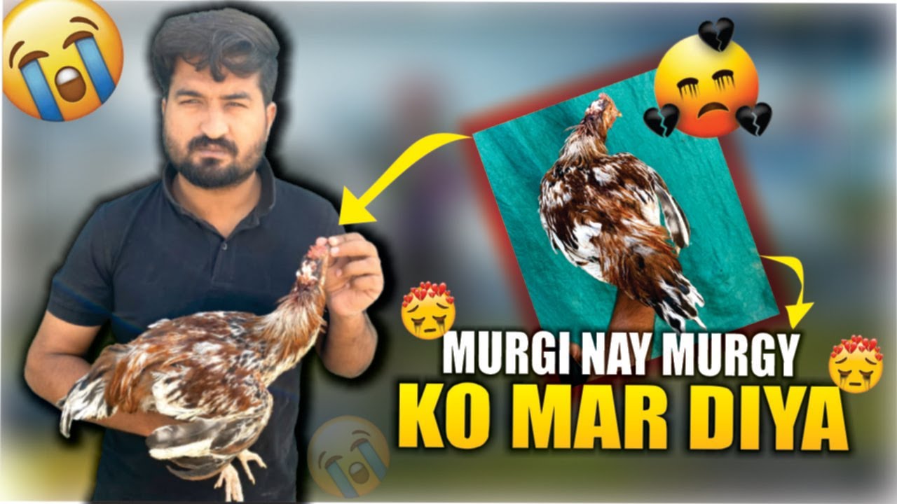 Murgi or Aseel Murgy Ke Fight ho gai😱 Murga ab nai rha 😥|| 7 sky vloge ...