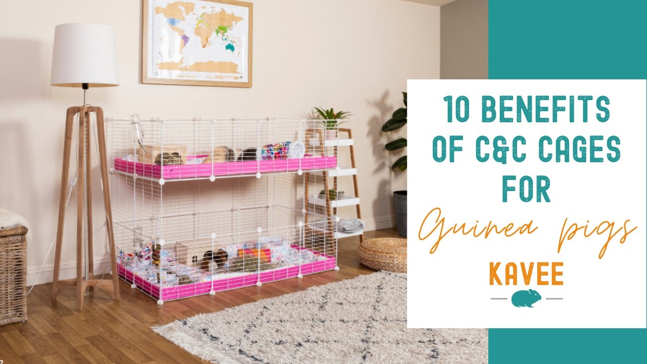 10 Benefits of C&C cages for Guinea Pigs & Rabbits - YouTube