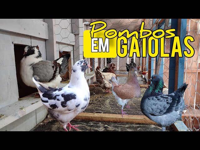 Criacao De Pombo Rei Pombos Rei E Rainha E Pombas E Pássaros