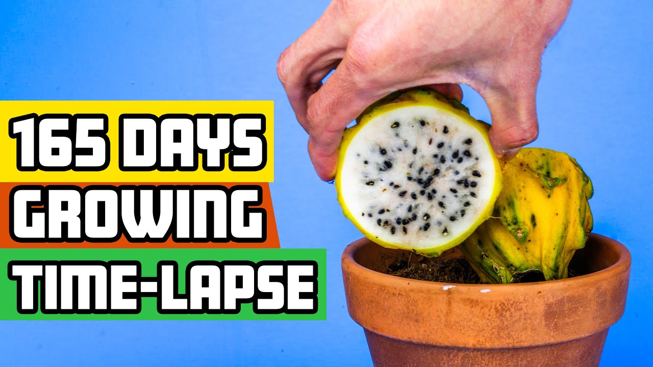 Yellow Dragon Fruit To Pitahaya Cactus (165 Days Time Lapse) - YouTube