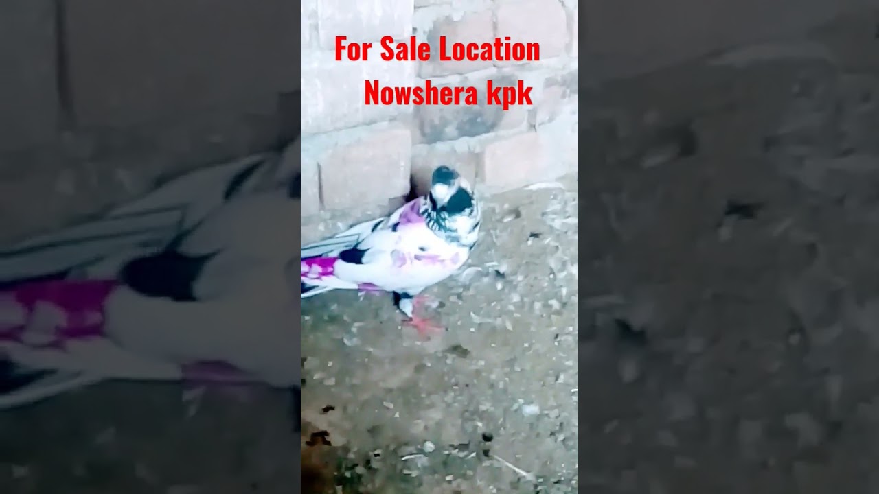 Pakistani kabutar 💕|| Pakistani pigeon 😍|| Pakistan Kabootar 👆 ...
