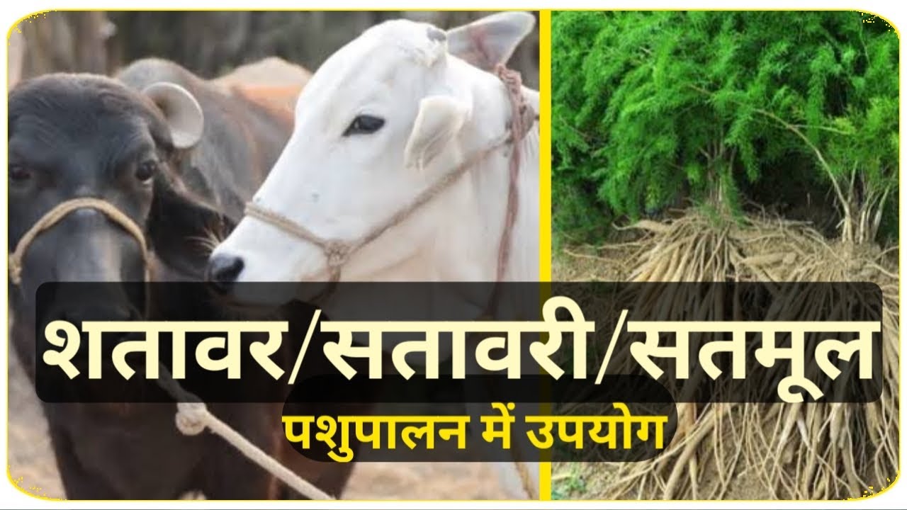 Satawar benefits for cow and buffalo | Shatavari for animals | पशुओं को ...