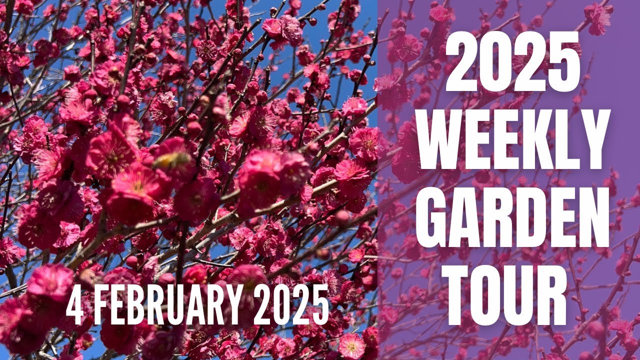 Weekly Garden Tour 4 February 2025 Flowers 🌸 - YouTube