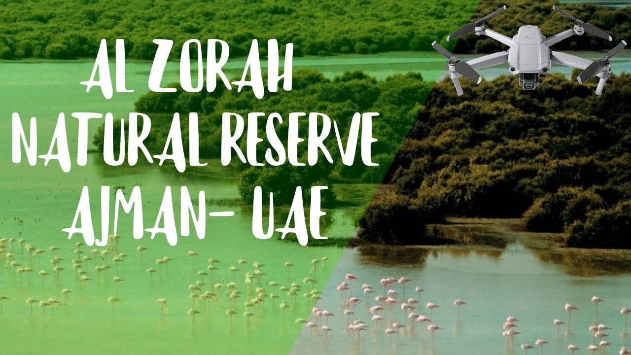 Al Zorah Natural Reserve. Ajman, UAE. - YouTube