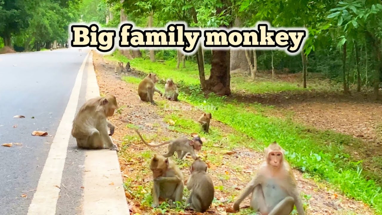The most beautiful troop monkey for me : Mahanokor troop. - YouTube