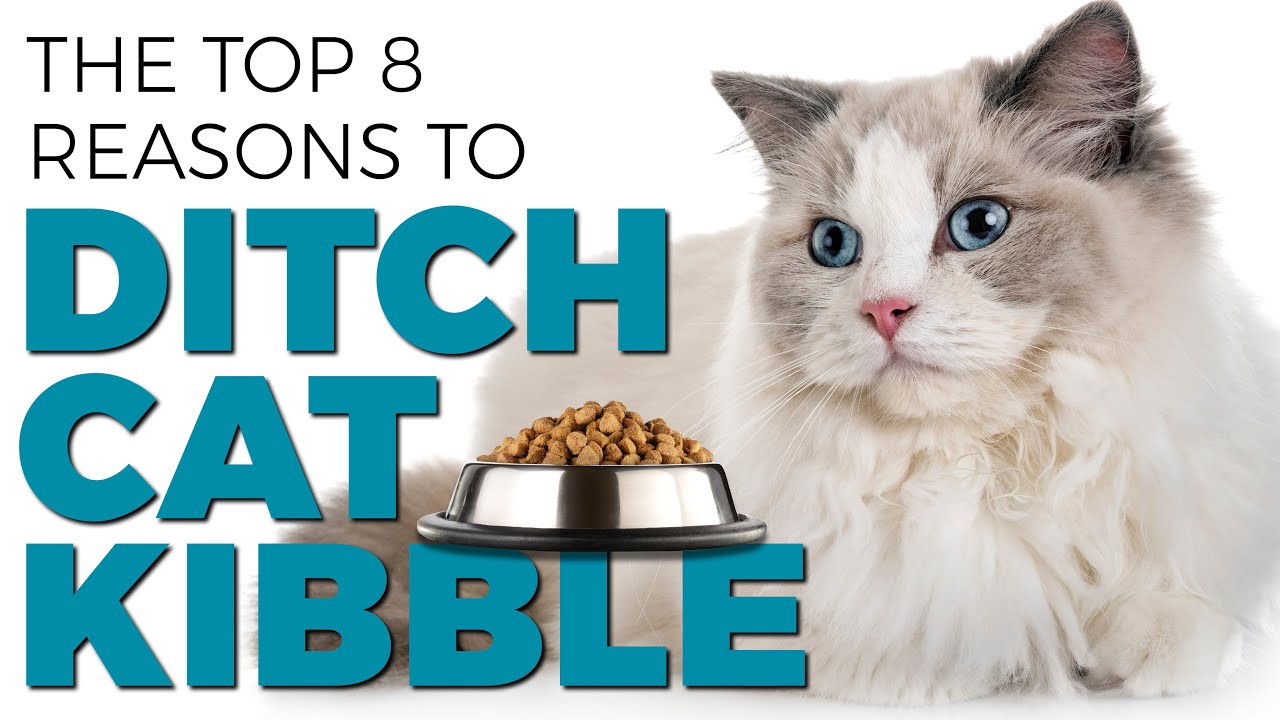 Reasons to stop feeding Cat Kibble - YouTube