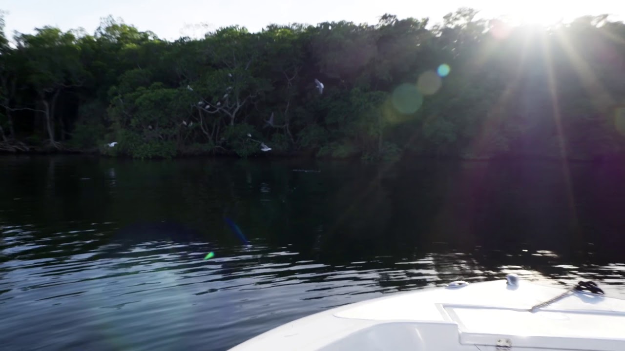 How To Use The Bait And Chum Bat | Lee Fisher Sports - YouTube