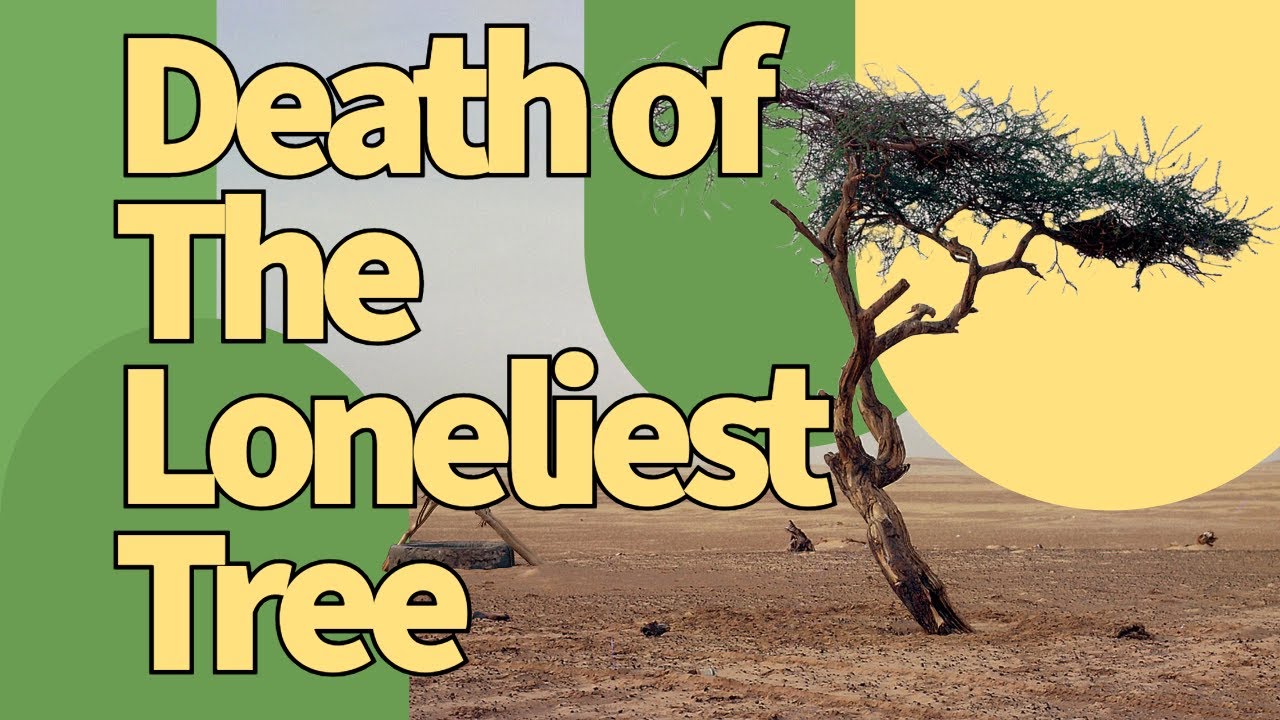 The loneliest tree ever lived. Tenere tree, Sahara. - YouTube