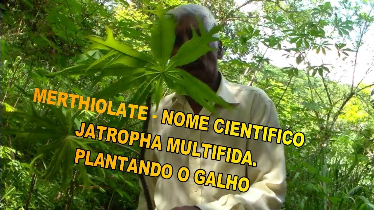 merthiolate plantando um galho no local definitivo Americo Brazil ...