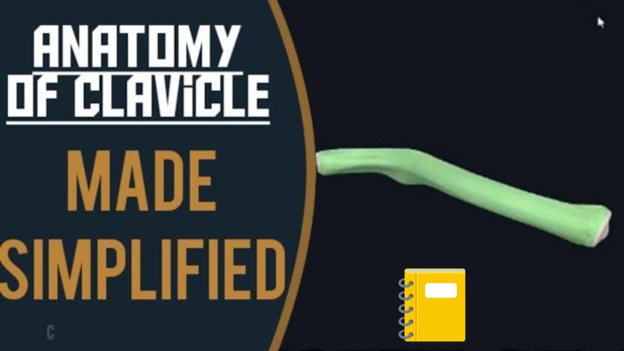 Clavicle Bone Anatomy 3D - Clavicle Animation - Collar Bone - YouTube