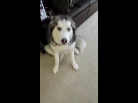 Guilty Husky