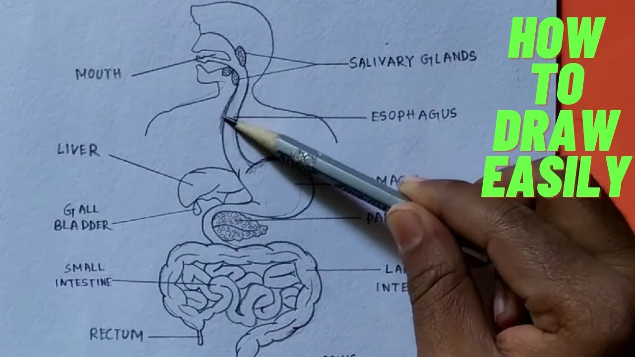 Pencil sketch of digestive system l digestive system of human body l ...