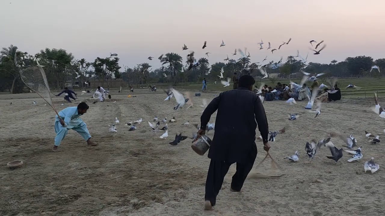 Most Intresting Kabotars Bazi ka Karaar17Minutes Pigeons Competition ...