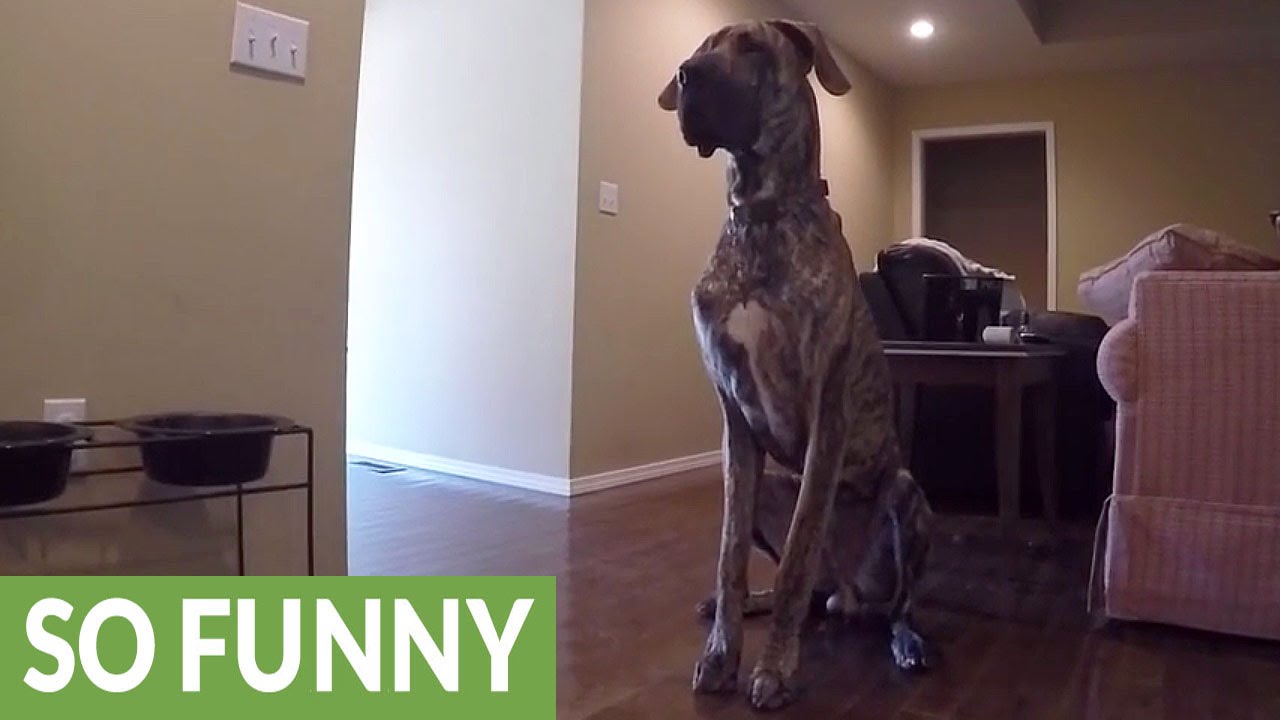 Hungry Great Dane emits river of drool - YouTube
