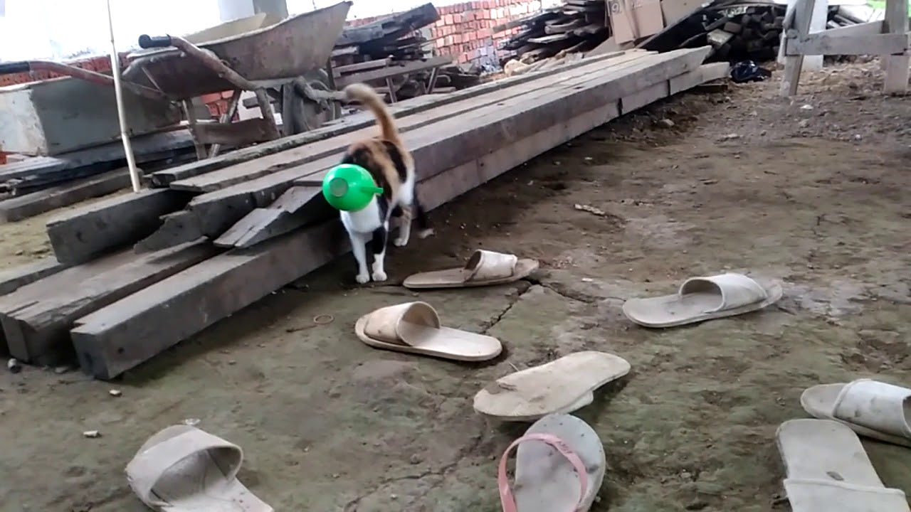 Kucing kena sawan . - YouTube