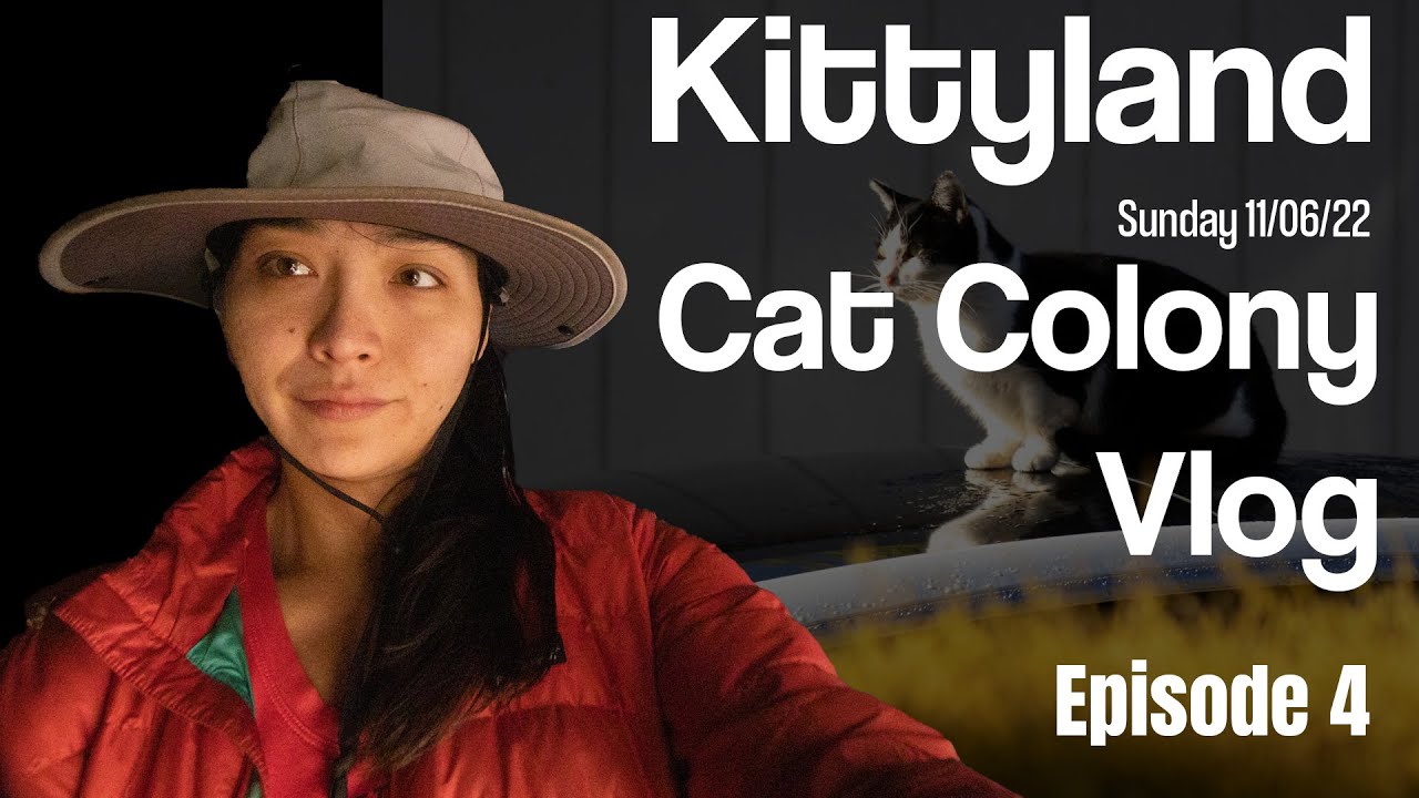 Kittyland Vlog Episode 4 - YouTube
