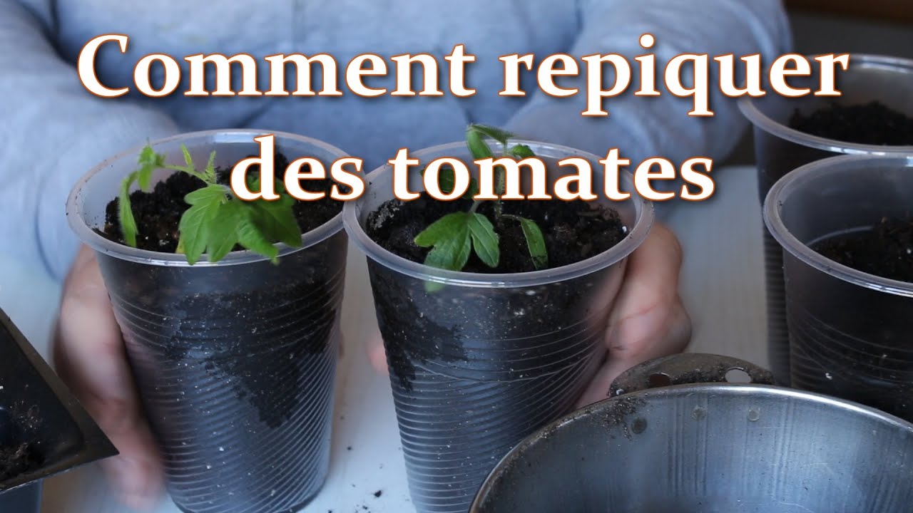 Quand et Comment repiquer des Tomates. Repiquage des plants de tomates ...
