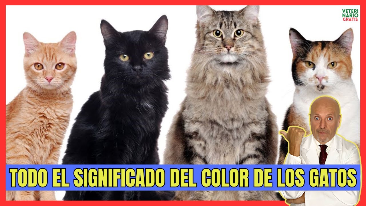 💝 SIGNIFICADO DEL COLOR DE LOS GATOS Y LAS DISTINTAS PERSONALIDADES DE ...