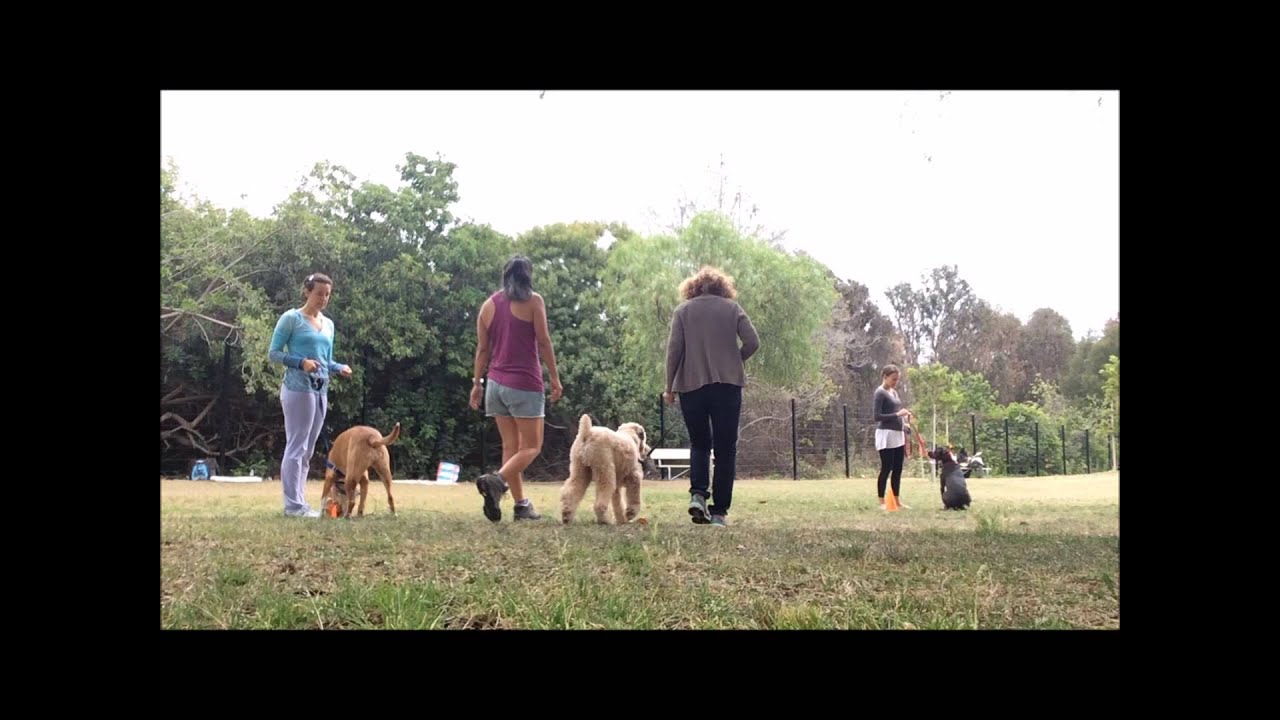 class demo - Intermediate/Canne Good Citizen Prep - YouTube