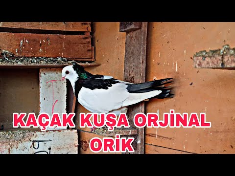 KAÇAK GELDİ HEMDE ORJİNAL ORİK SİRP  COK KALİTALİ DEĞİL Mİ