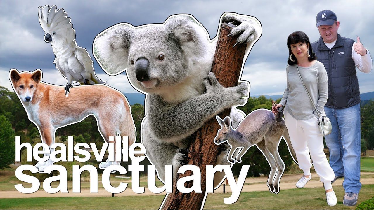 Australian animals in Healsville Sanctuary - YouTube