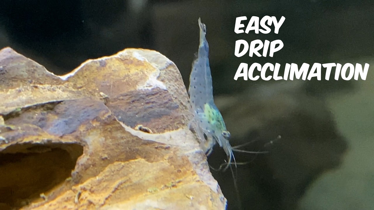 How To Drip Acclimate New Shrimp - Extremely Easy - YouTube