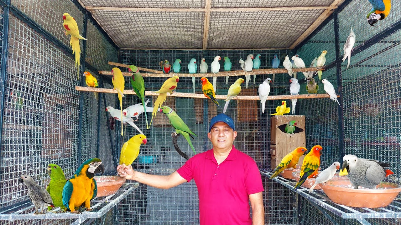 Jibran Big Parrot Breeding Farm | Sun Conure, Yellow Ringneck, Raw ...