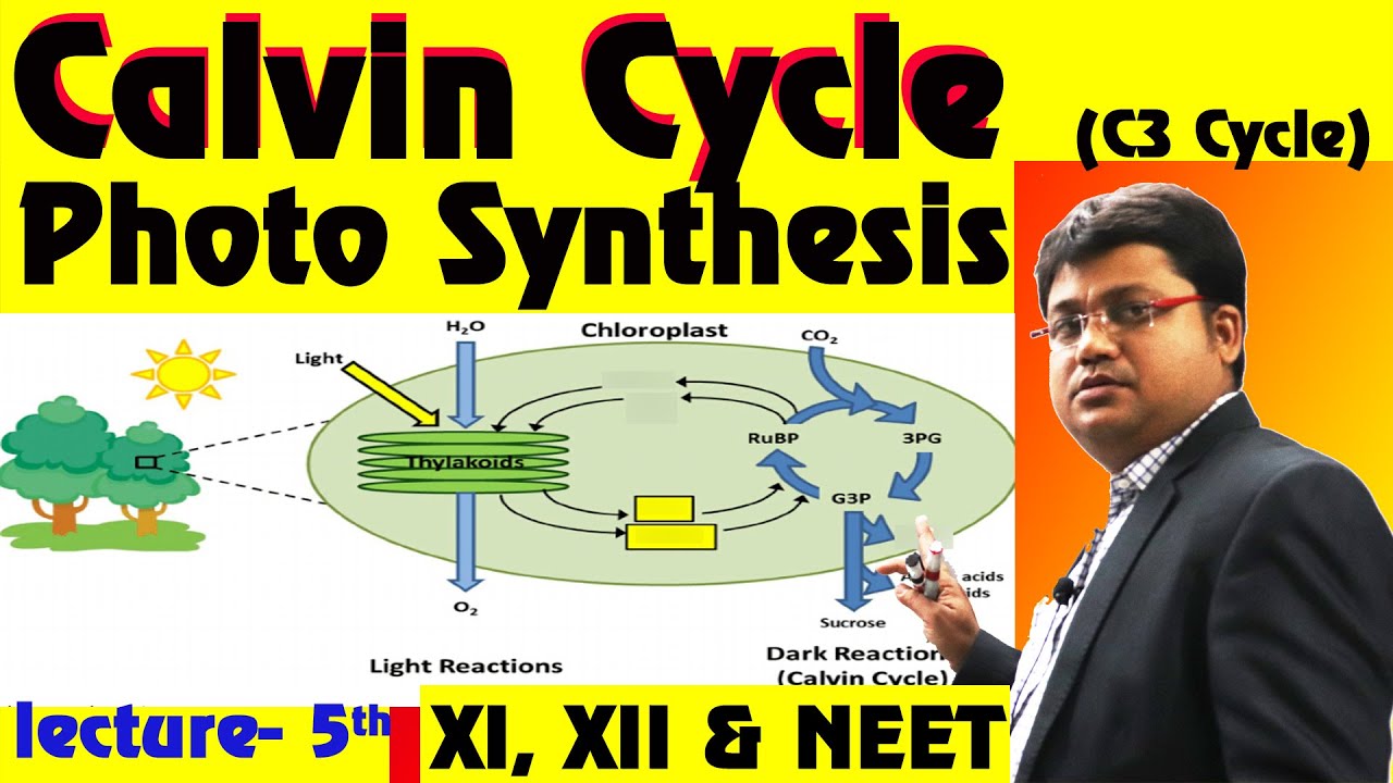 Calvin Cycle | Photosynthesis Complete NCERT Review | NEET 2023 - YouTube