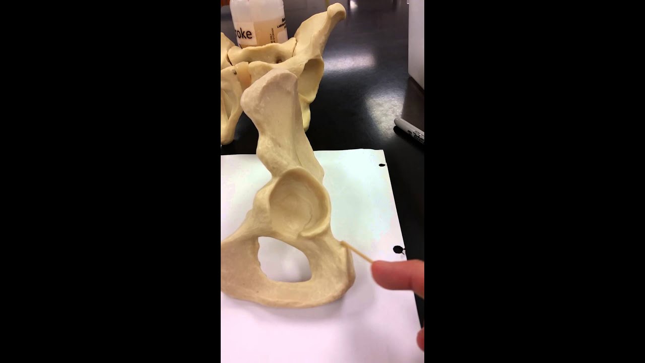 Ischium - YouTube