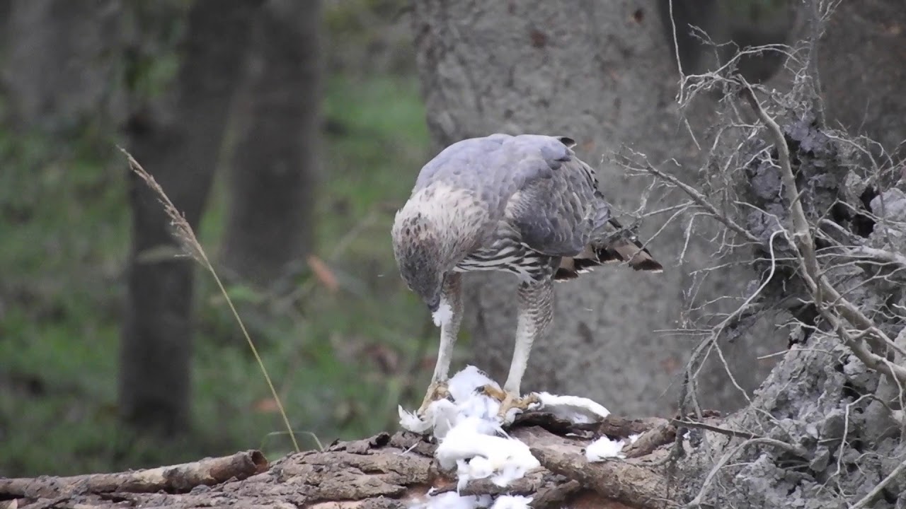Hog Eagle feeding on Egret - YouTube