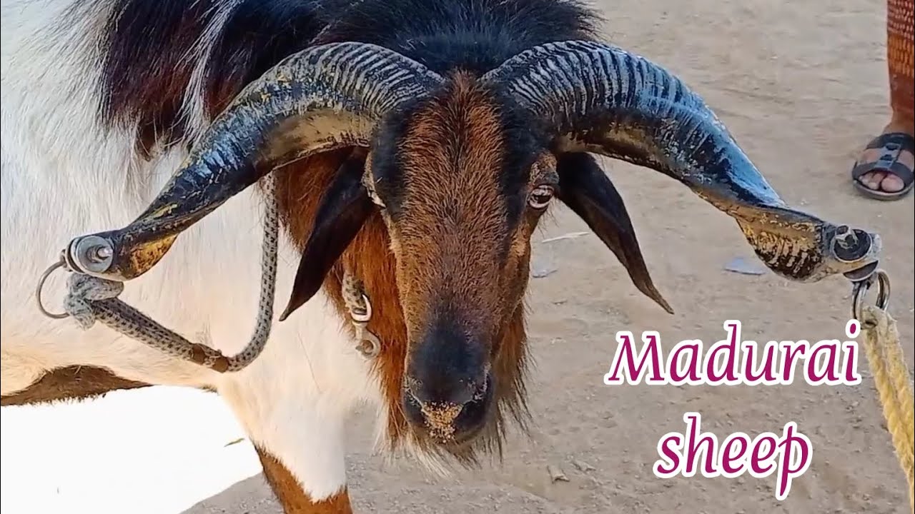 9700135137 - Madurai sheep - @jameelcollection - YouTube