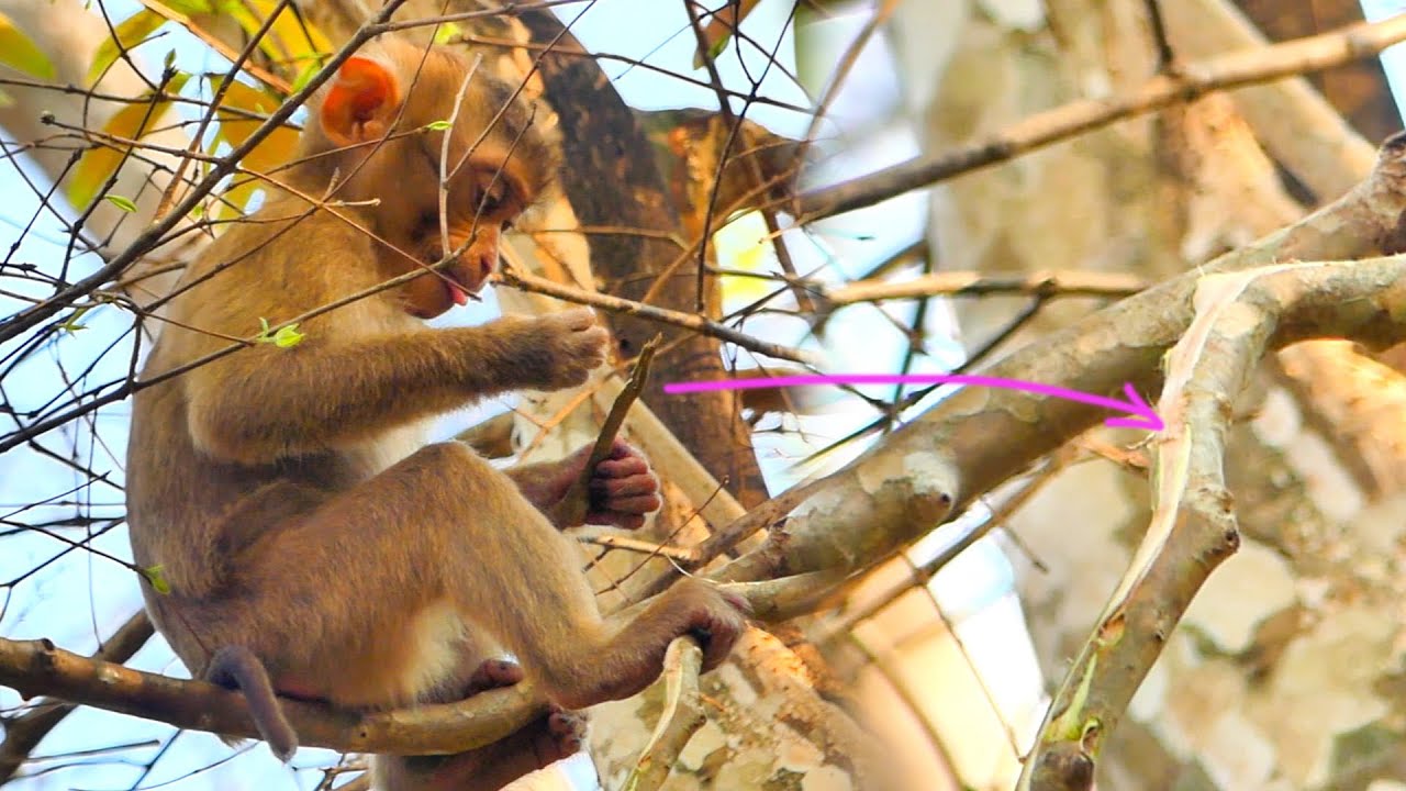 There is no secret that the SARO monkey recovers quickly, not only with ...