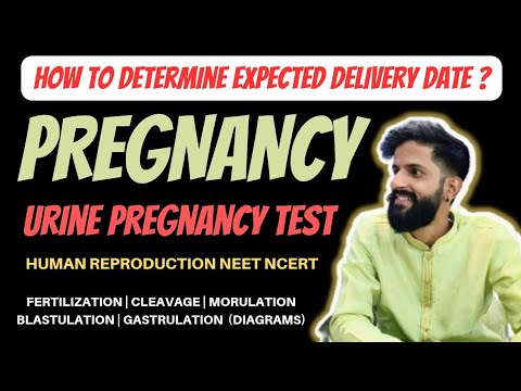 Fertilization Cleavage Morulation Blastulation Gastrulation Diagrams ...