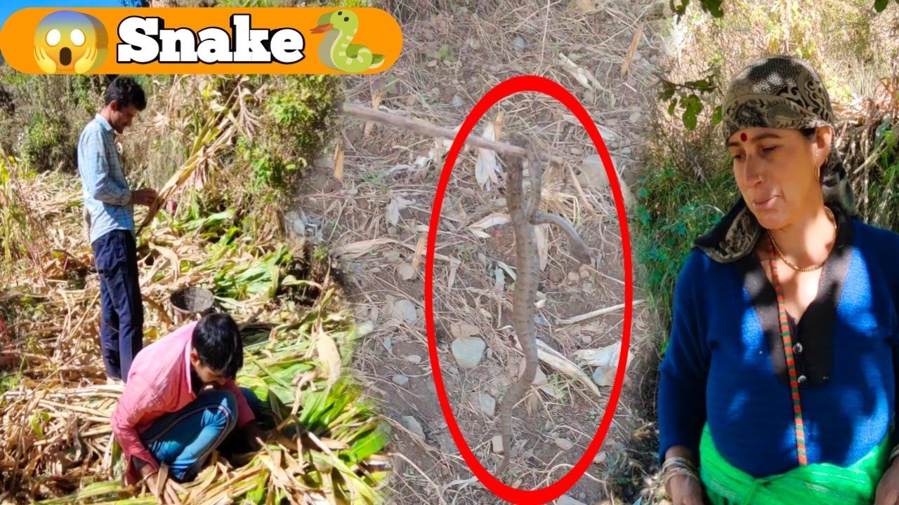 Itna Bada Snake 🐍Mila Aaj Makki Ke Khet Mein 😱 Bhai Ne Utha Liya Dande ...