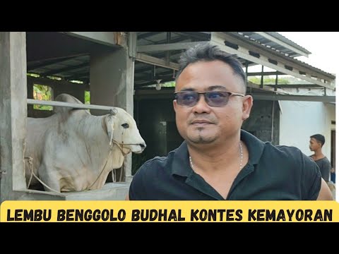 Lembu Benggolo & Ndaru Farm Berangkat Kontes Kemayoran Bawa Sapi ...