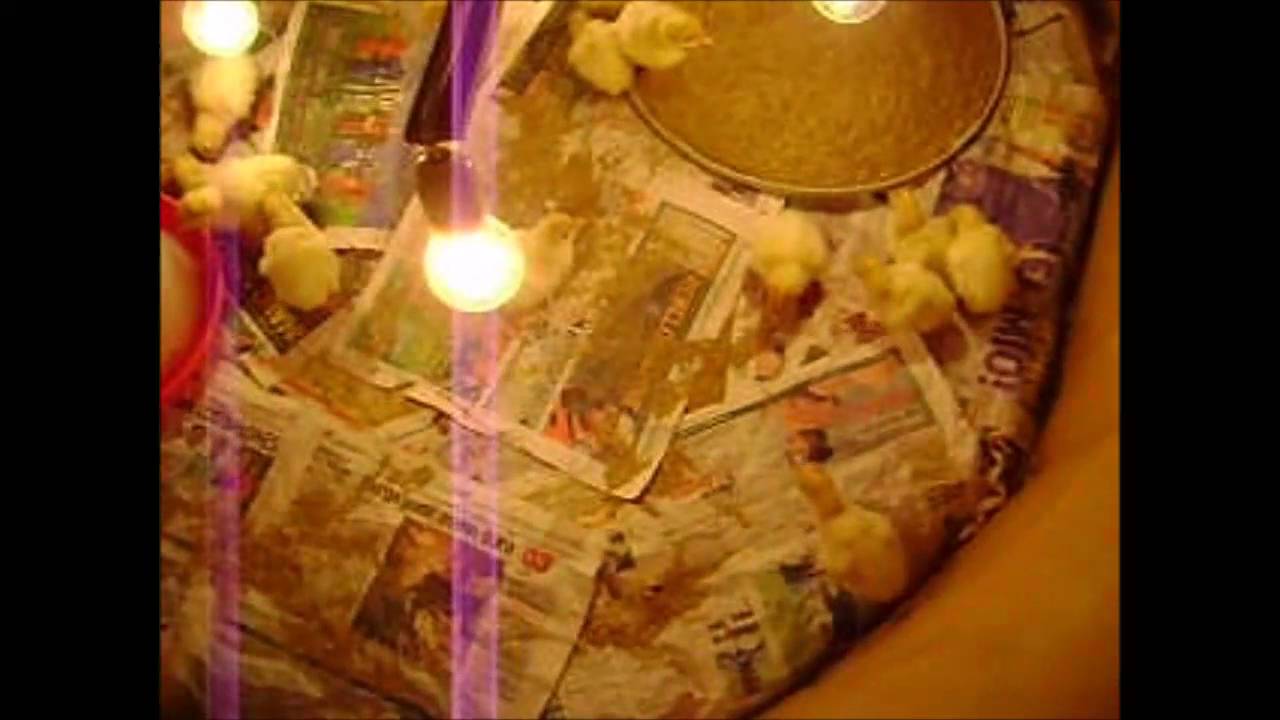 RECEPCION DE POLLOS BB - YouTube