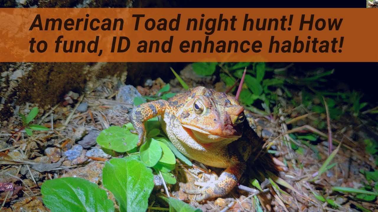 American Toad night hunt! How to find, Identify and enhance the habitat ...