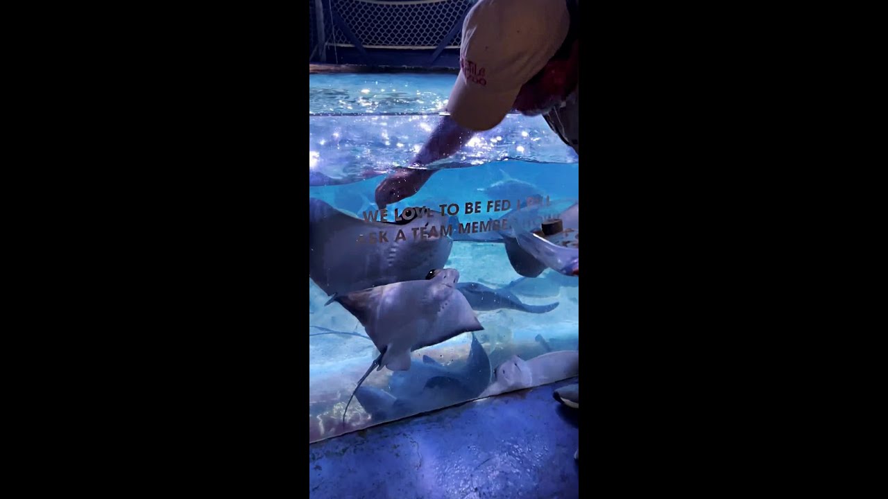 SHARKS, BAT RAYS AND STING RAYS🤩 - YouTube