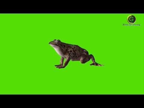 Frog Green Screen HD - YouTube