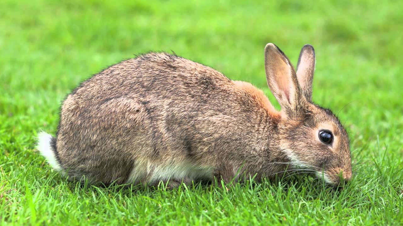 Andrew recites: The Rabbit by Elizabeth Madox Roberts - YouTube