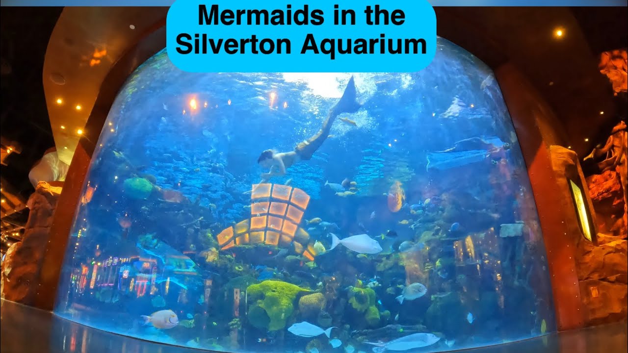 Haley mermaid and Mermaid Shannon in the Silverton Casino aquarium in ...