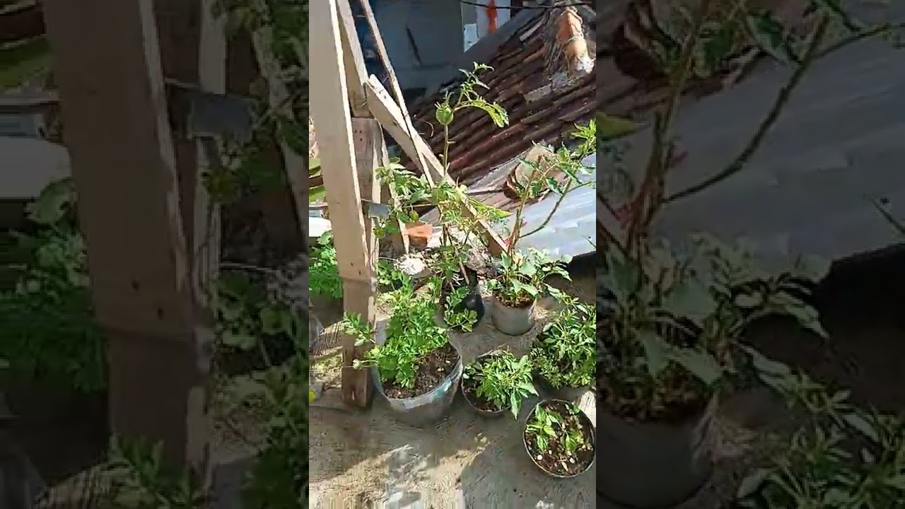 TEU GADUH KEBON..DI DAK OGE BISA JADI AMBU MAH..... # ...