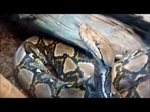 Reticulated Python Toronto Zoo 28 Jan 19 - YouTube