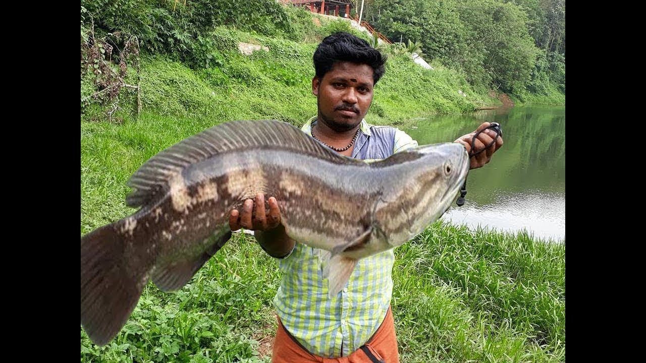 AMAZING BIG SNEAKED FISH CAUGHT AT RIVER! - SO BIG FISH! *SHOCKING ...