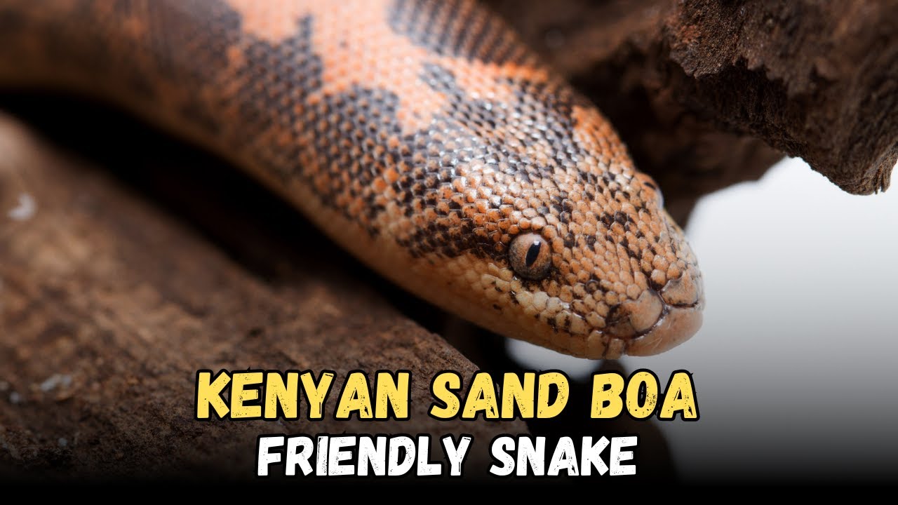 Kenyan Sand Boa is the best friendly Pet Snakes Buying Cost, Diet, Care ...