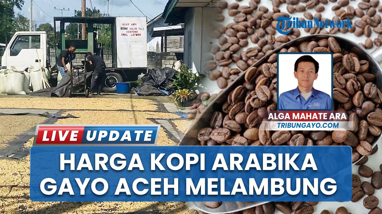 Harga Kopi Arabika Gayo Aceh Melambung Tinggi Menjelang Lebaran 1446 H ...