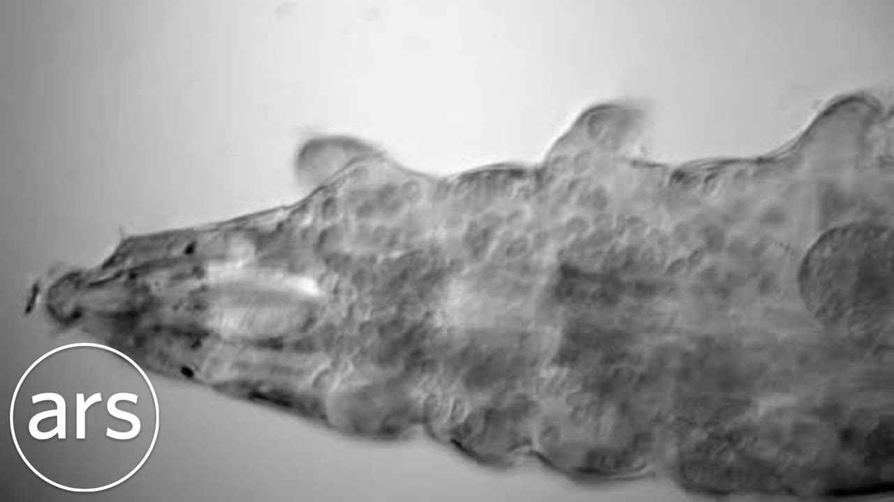 Milnesium tardigradum specimen by DIC microscopy | Ars Technica - YouTube