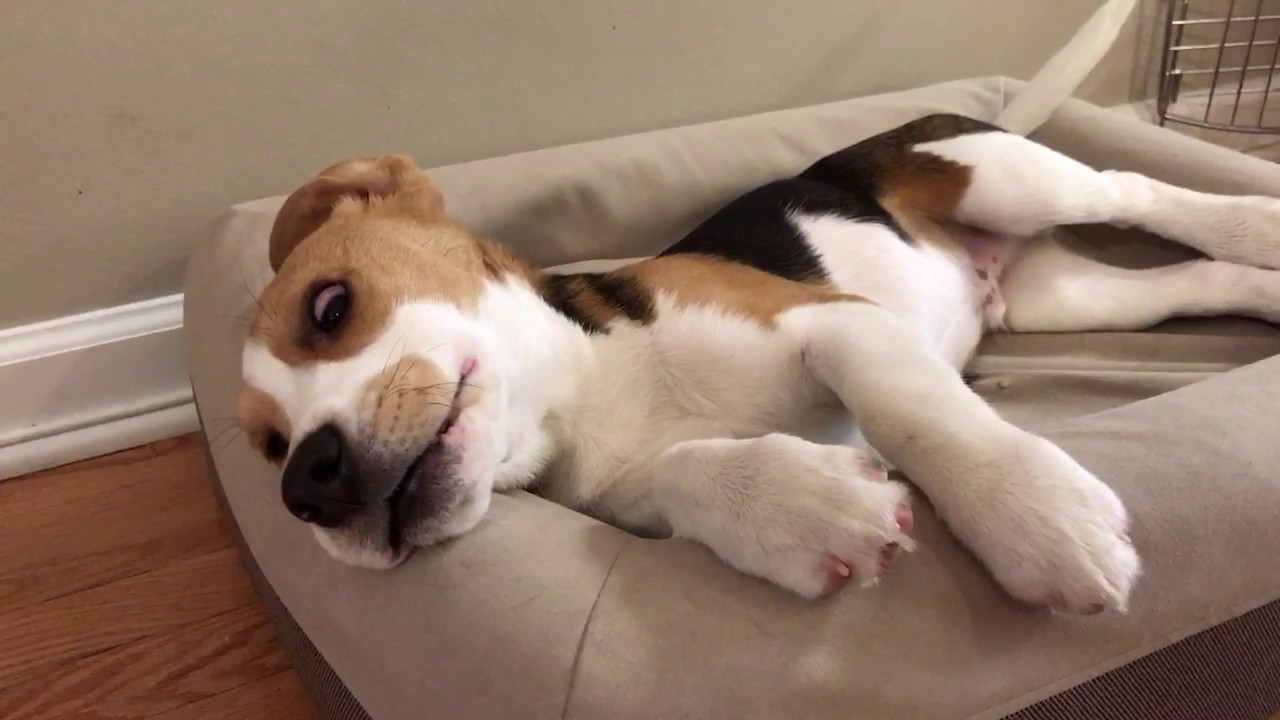 Beagle puppy death stare - YouTube