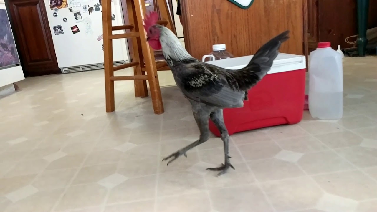 Slow Motion Walk - YouTube