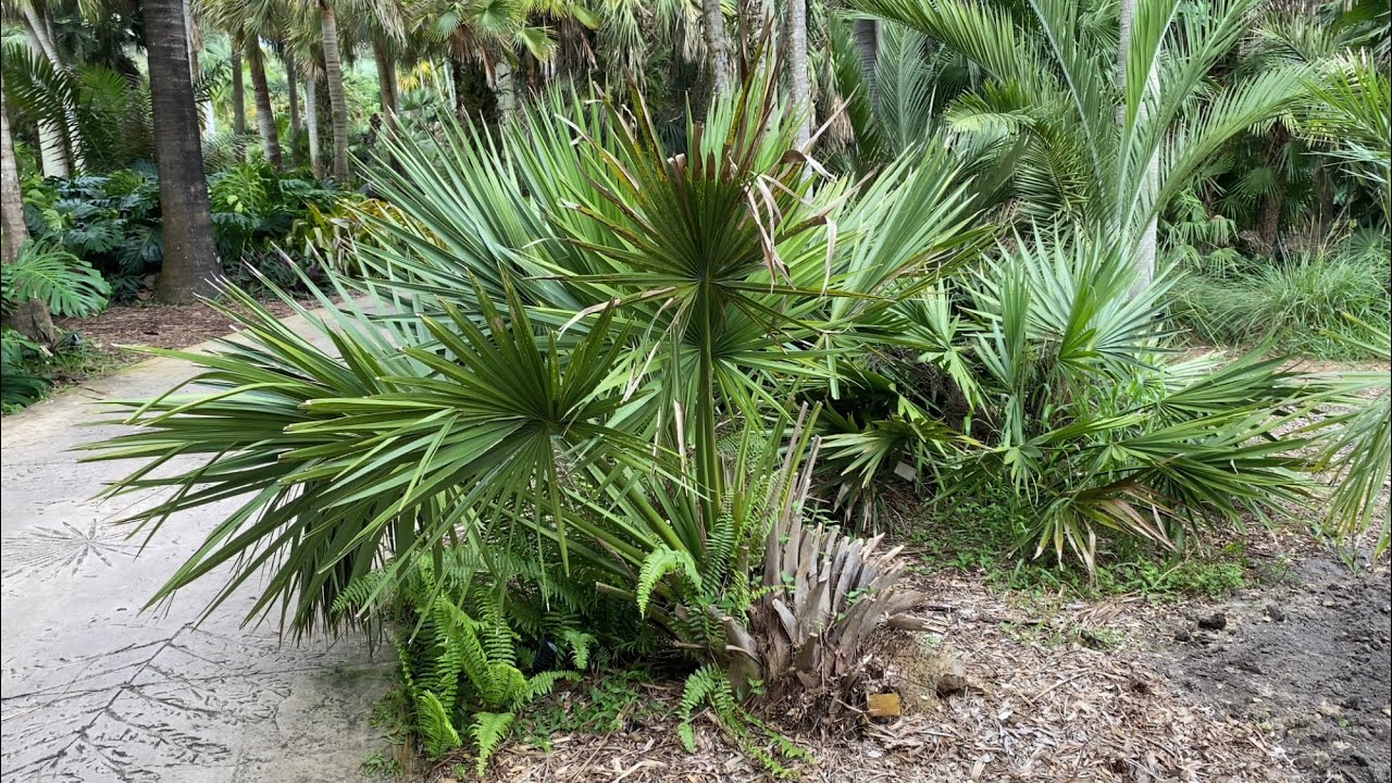 Old Sabal Minor Palms at Fairchild 2023 - YouTube